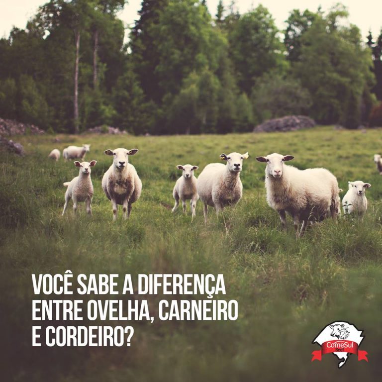 Você sabe a diferença entre ovelha, carneiro e cordeiro? – Comesul Beef
